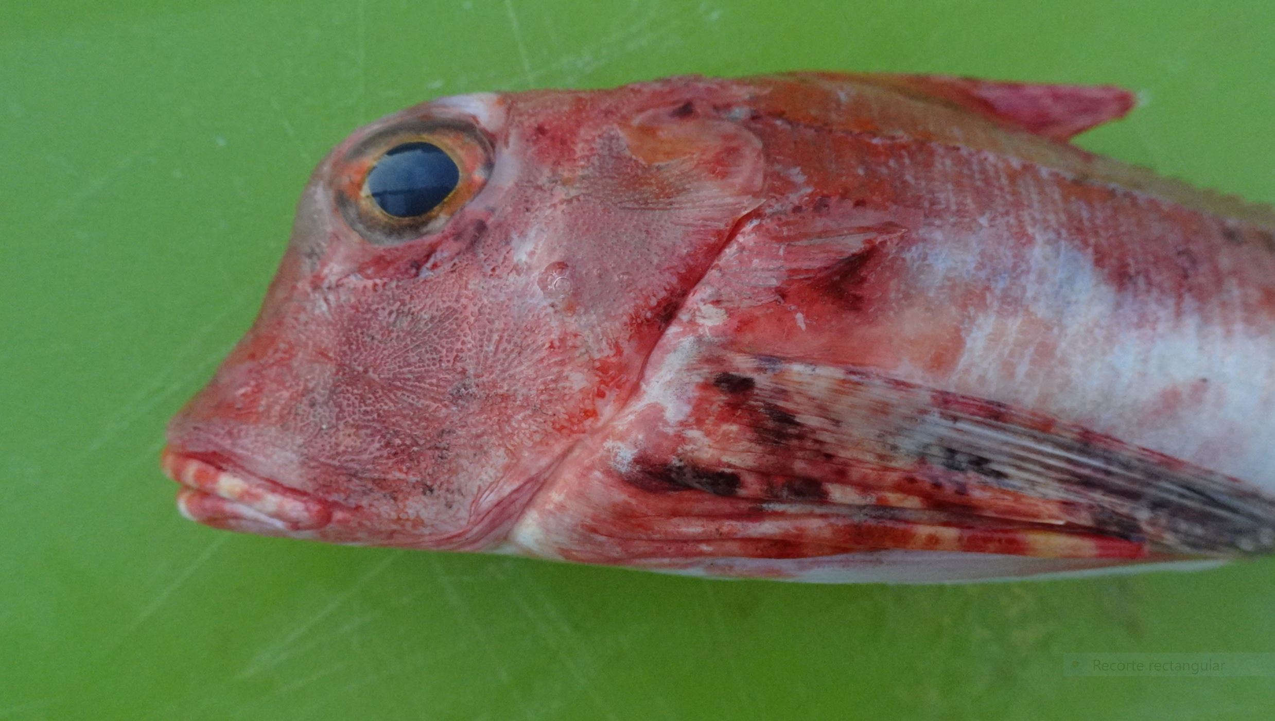 Homenaje a la morralla | en son de luz