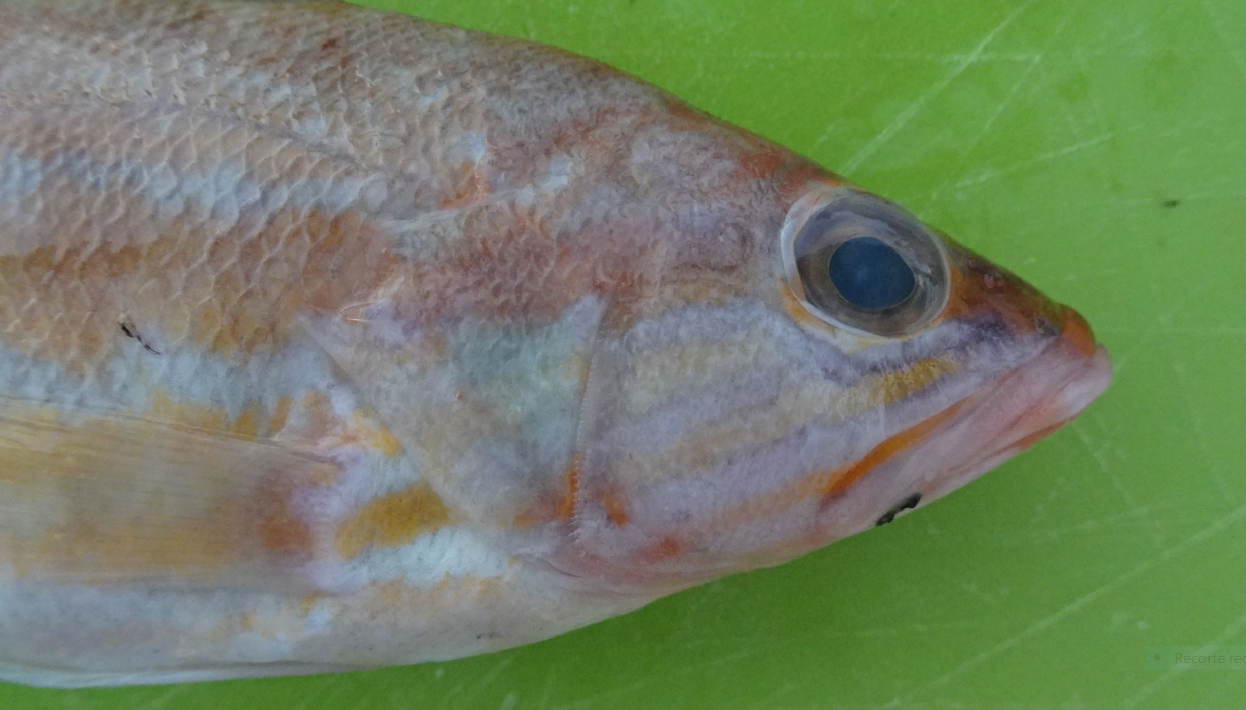 Homenaje a la morralla | en son de luz